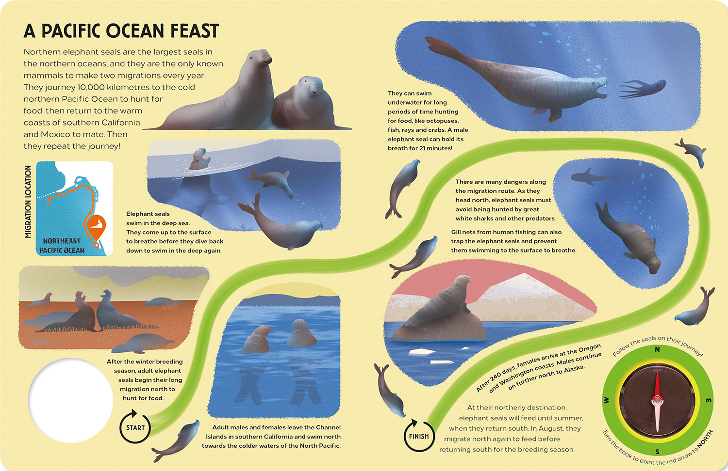 Epic Animal Journeys in the Sea | Gemini Books