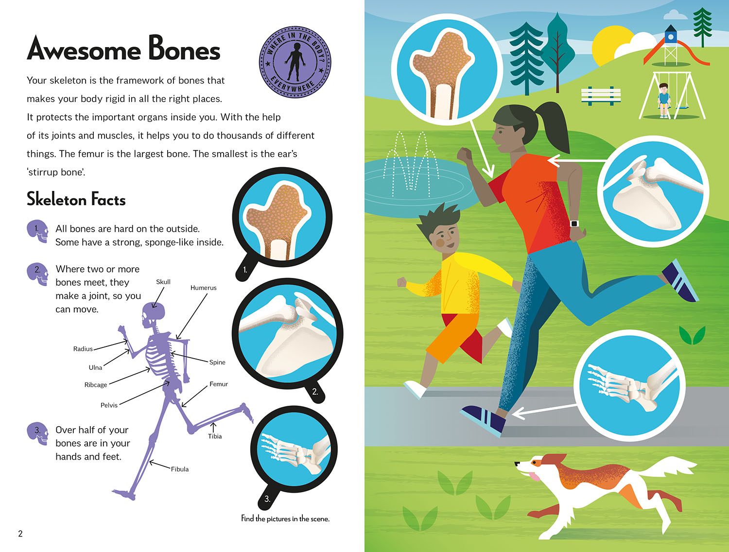 Amazing Awesome Human Body | Gemini Books