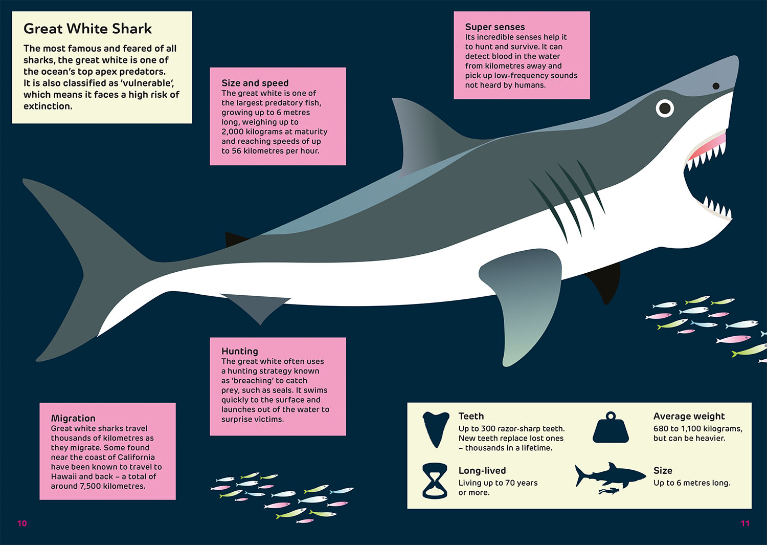 Shark - Hunter of the Deep | Gemini Books