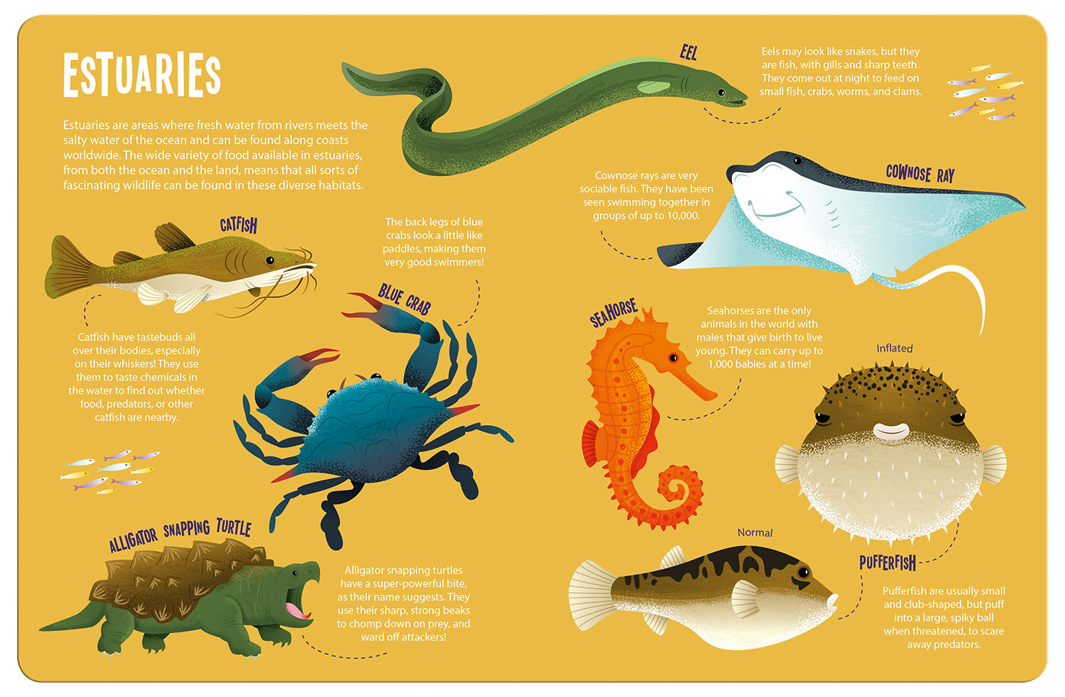 Magic Searchlight - Ocean Animals | Gemini Books